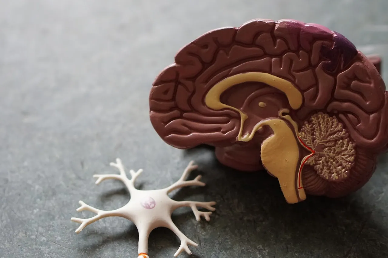 Objective ADHD Biomarkers: Firefly's EEG and the 2026 Leap Toward ...